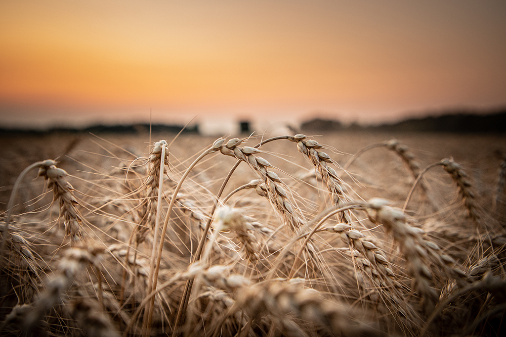 Welcome to the refreshed AFI website - Arrell Food Institute