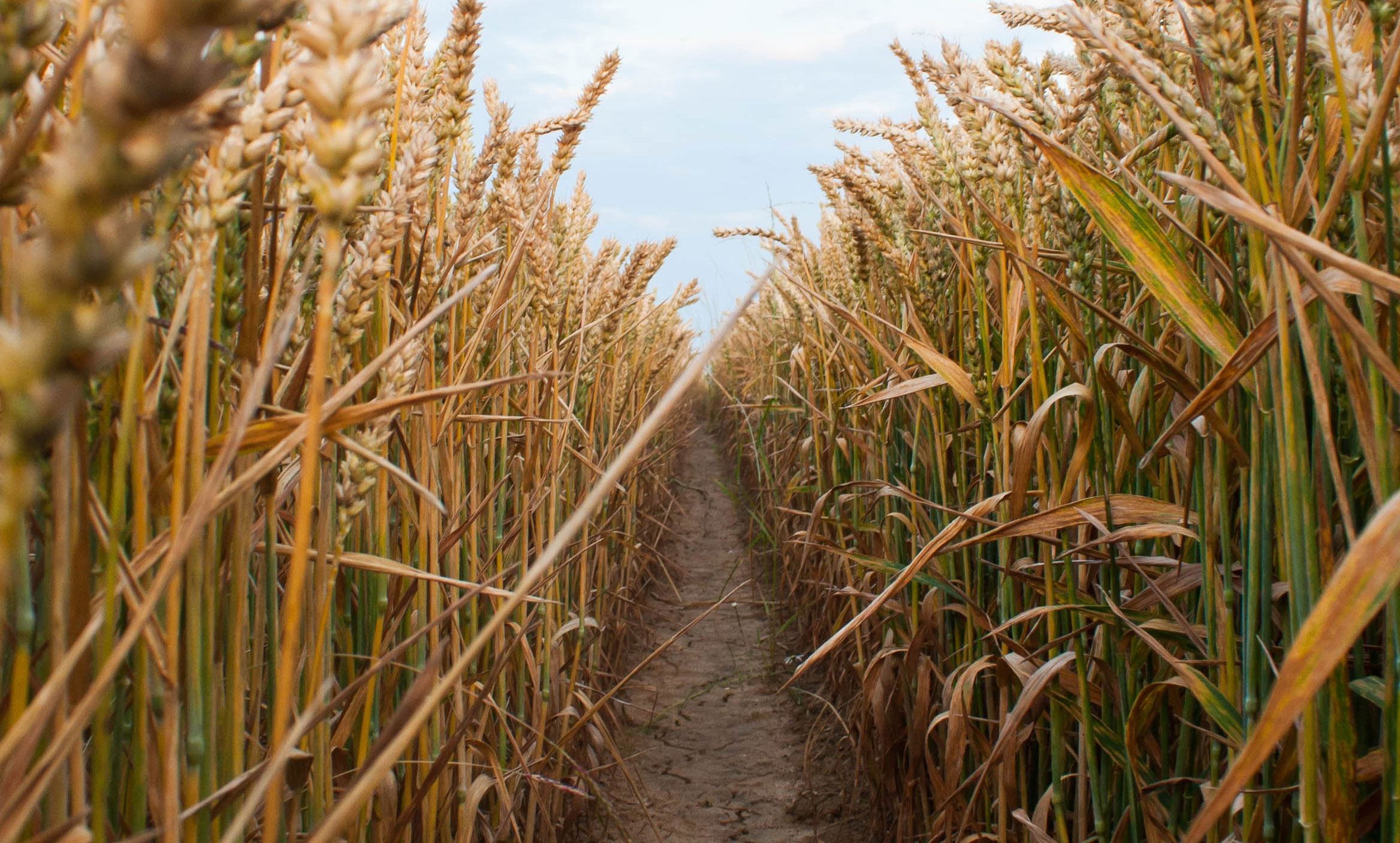 Arrell Food Institute Strategic Plan - Arrell Food Institute